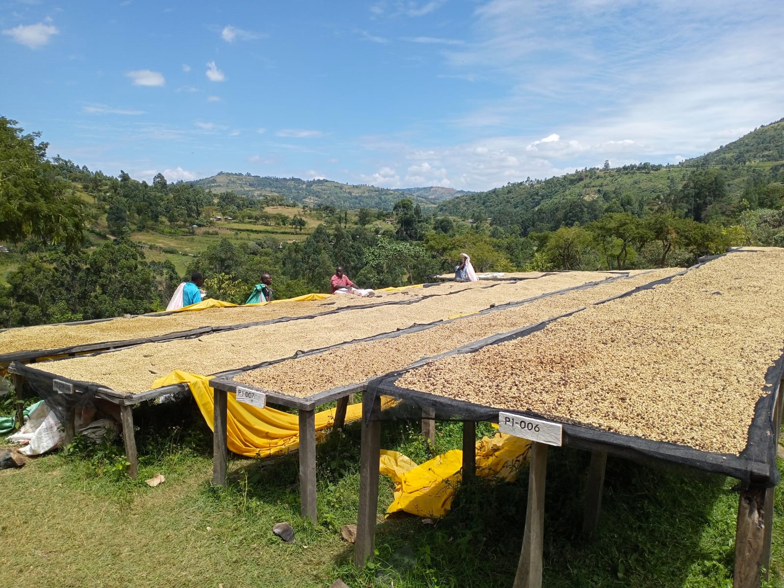 Kenya Kericho Kichawir AA - 14KK0016 - 31071 - GrainPro Bags - SPOT ...