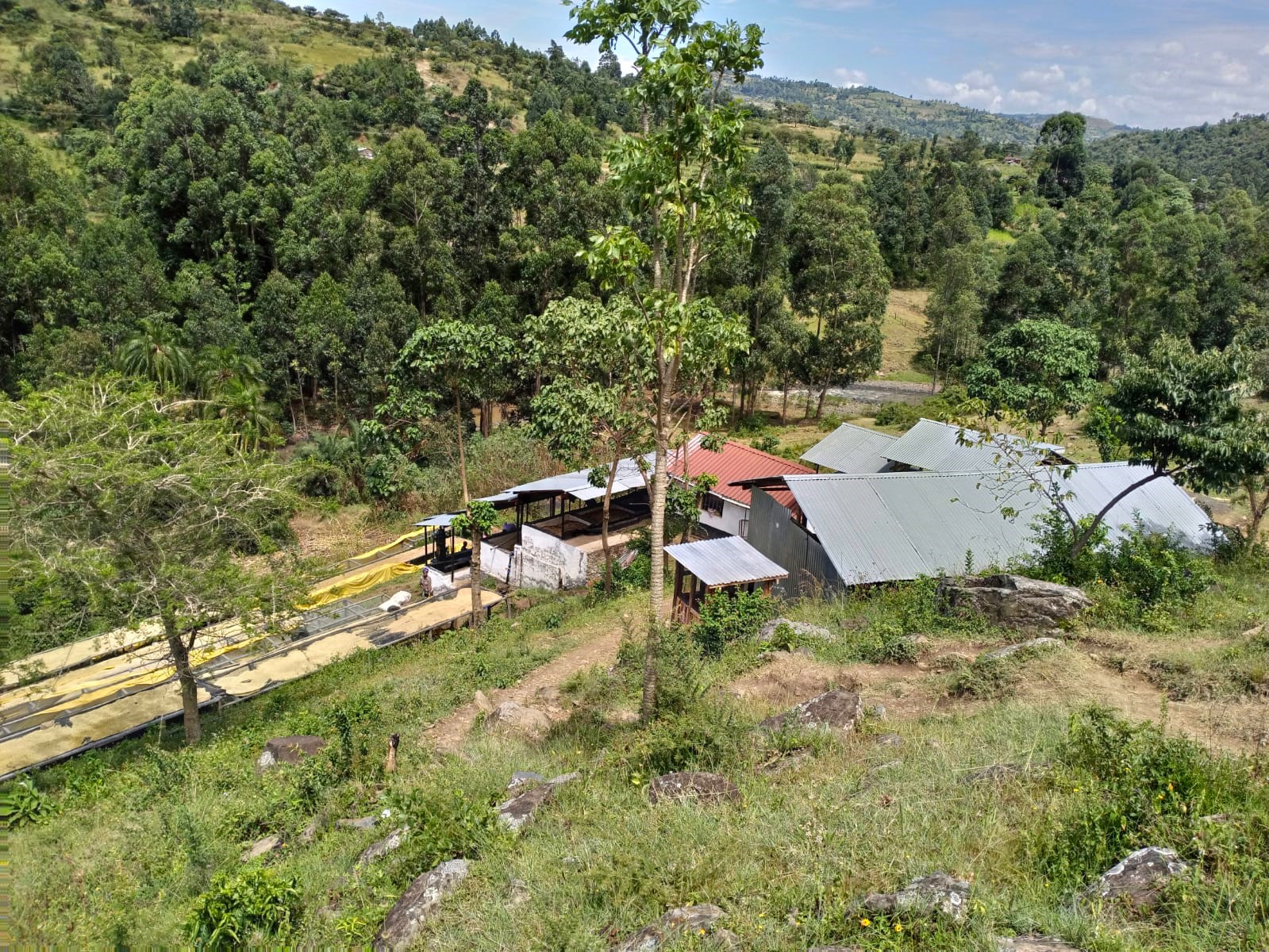 Kenya Kericho Kichawir AA - 14KK0016 - 31071 - GrainPro Bags - SPOT ...