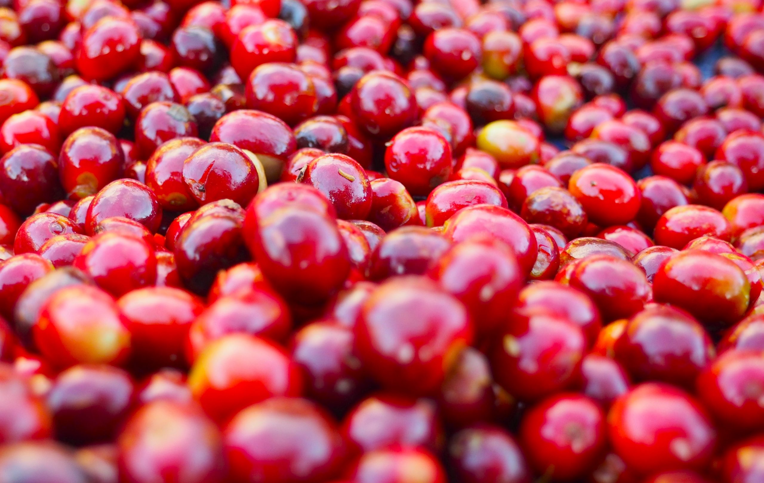 Ethiopia Yirgacheffe 1 Natural Anaerobic Aricha - 31679 - GrainPro Bags ...