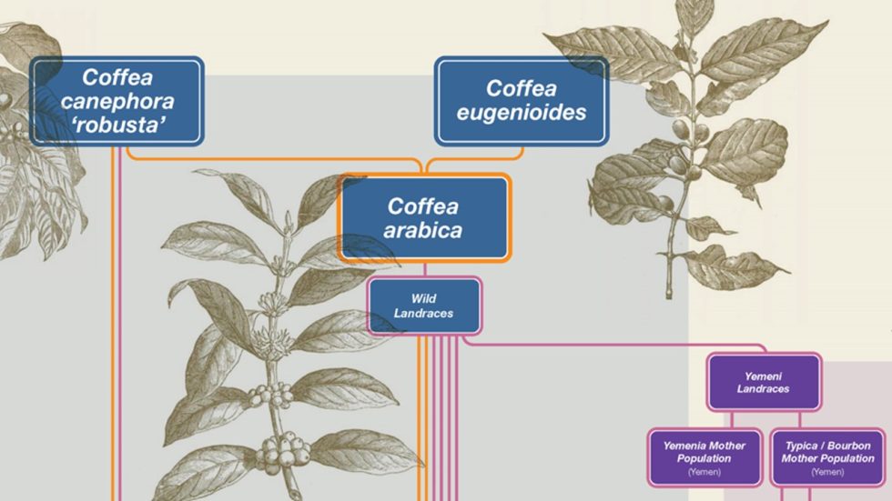 World History & Geography Of Arabica Coffee Cultivars | Royal Coffee
