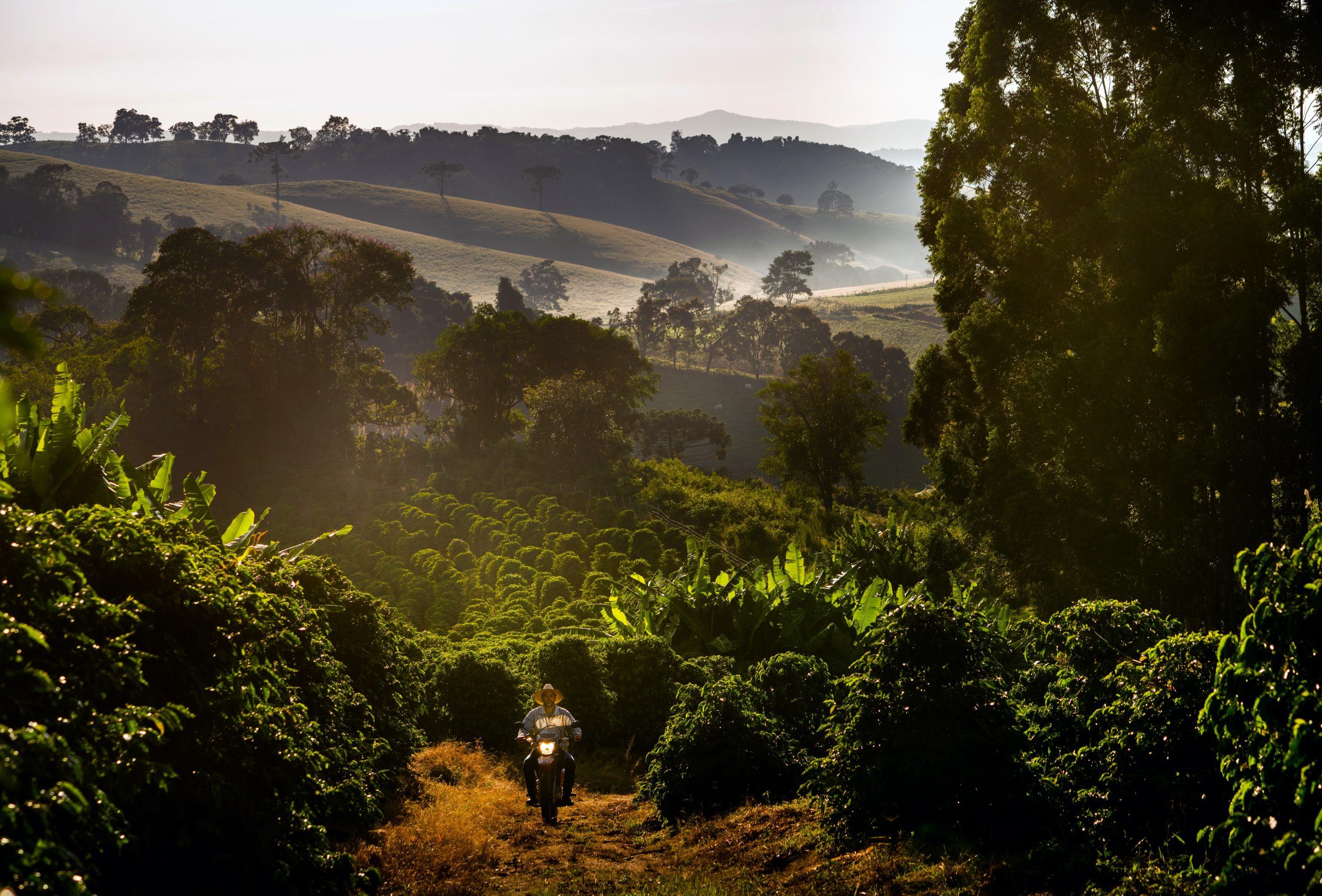 Brazil Sul De Minas FAF Serra Do Caracol Community Natural Red Catuai ...