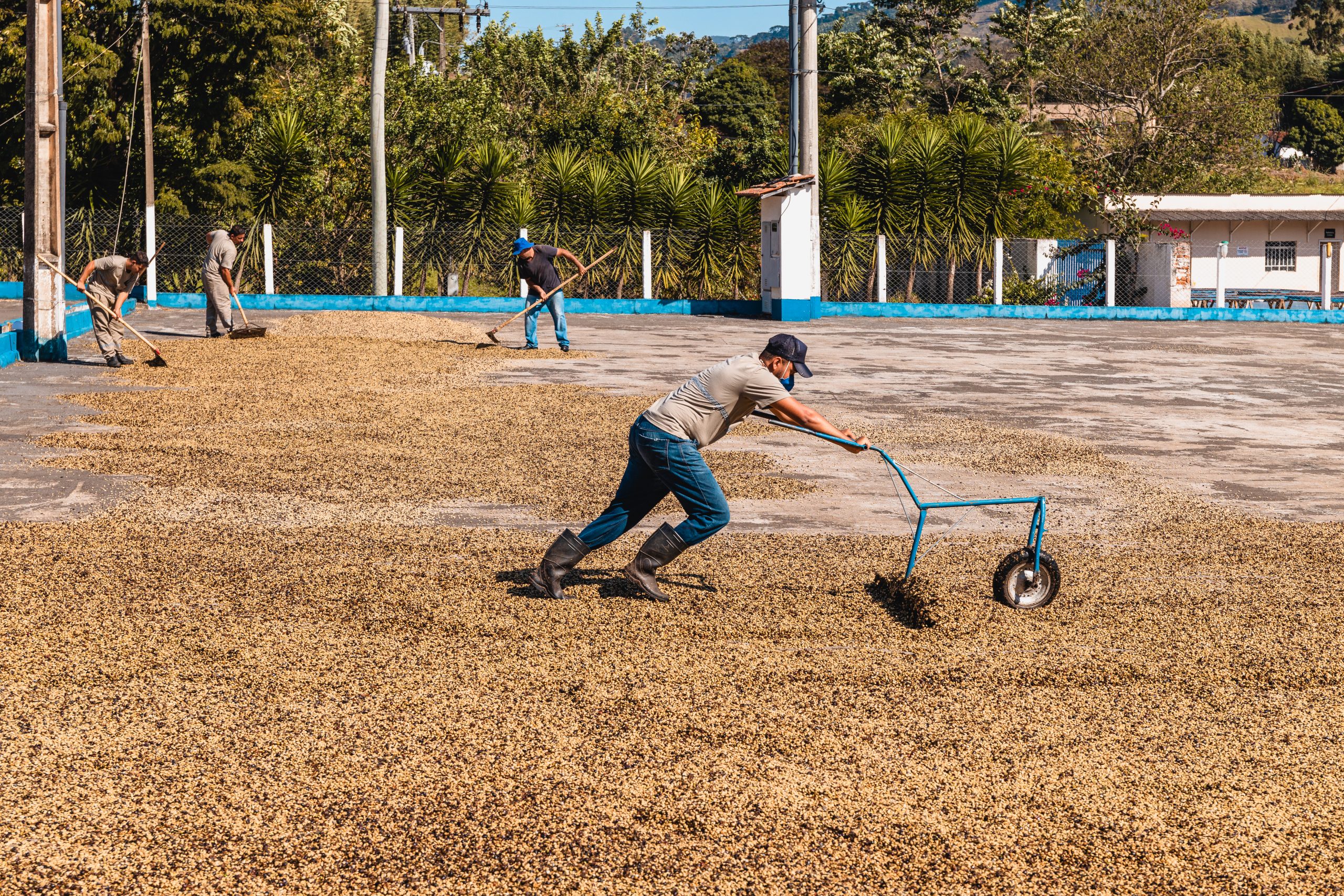 Brazil Beneficio Pedra Blanca Pulped Natural Yellow Catucai 2/3 16 ...