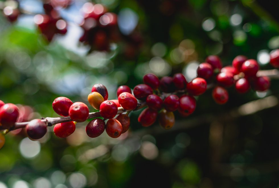 PERU ORGANIC GRADE 1 82+ - 36830 - SPOT RCWHSE | Royal Coffee