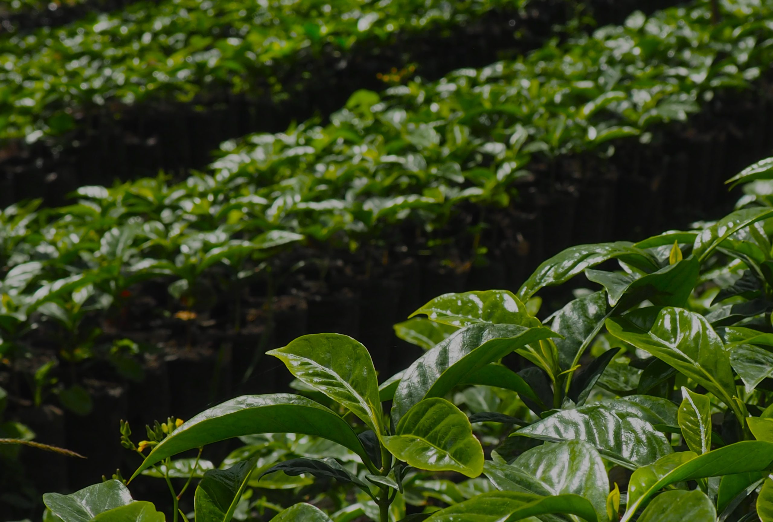 PERU ORGANIC GRADE 1 SHB MCM - 32713 - SPOT SEAFORTH | Royal Coffee