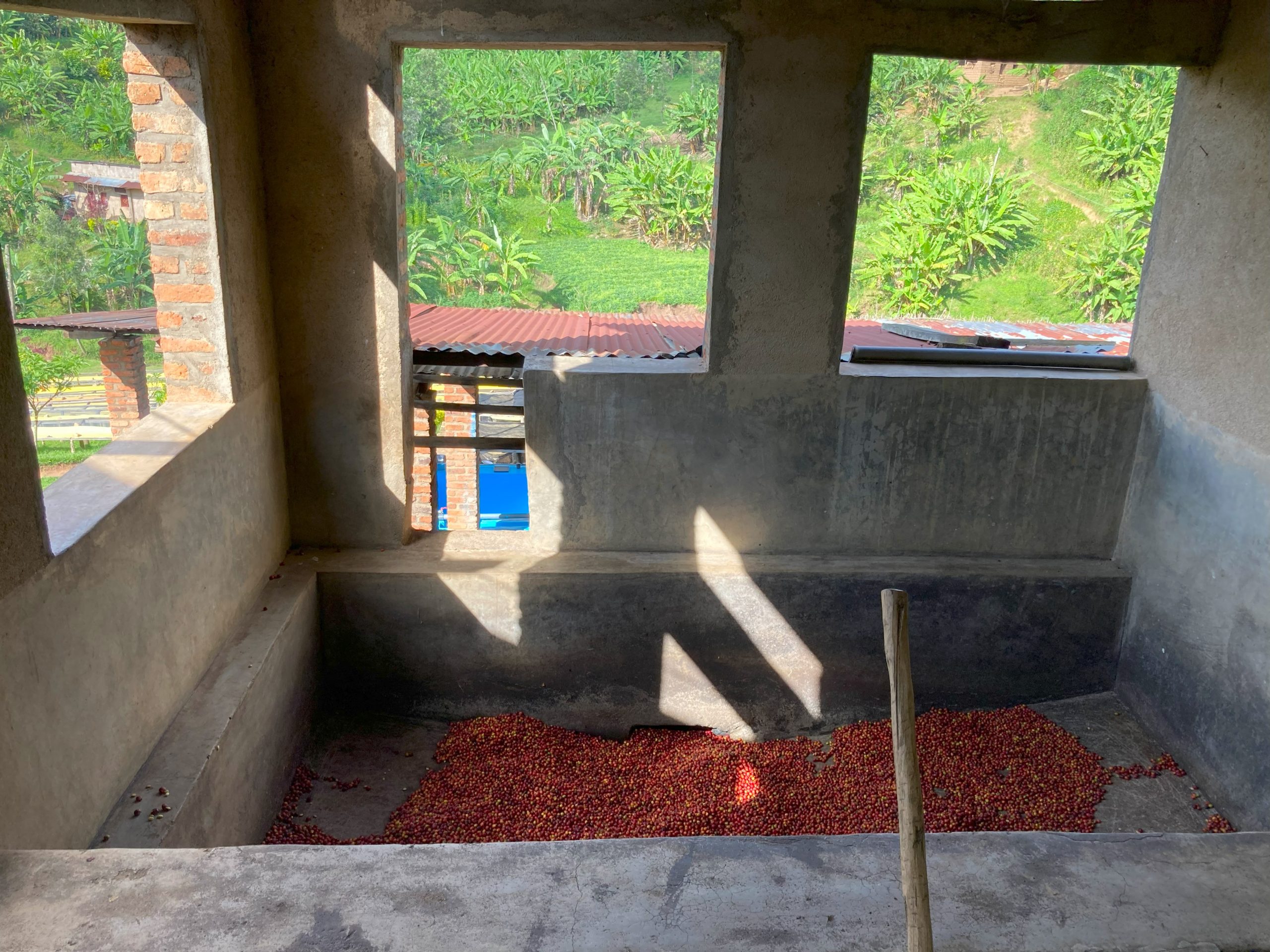 Crown Jewel Rwanda Mahembe Murundo Triple Washed CJ1546 - Microlot 12 ...