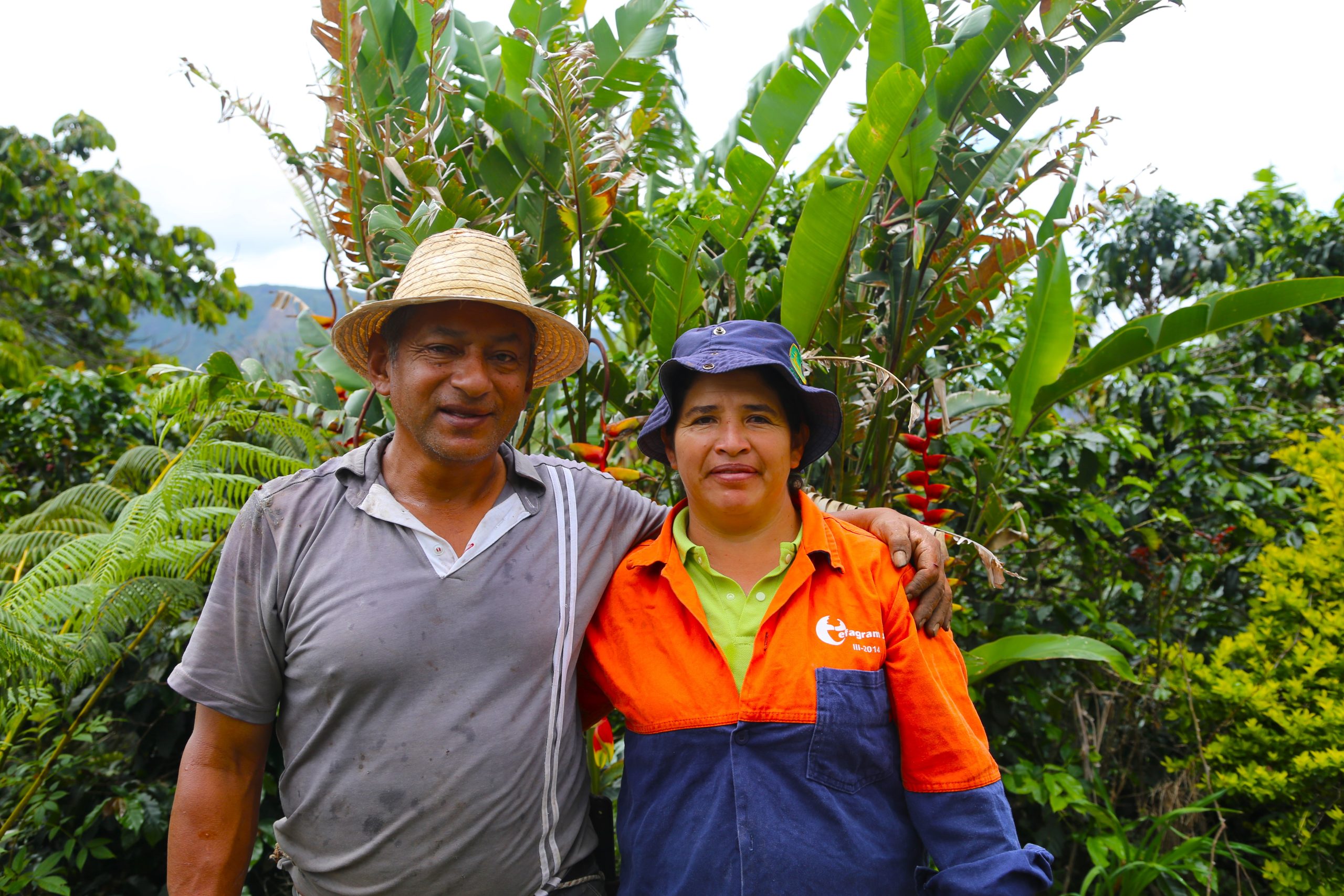 Colombia Cauca Inza Sotara - 32965 - 70.2 Kg GrainPro Bags - ETA: Jun ...