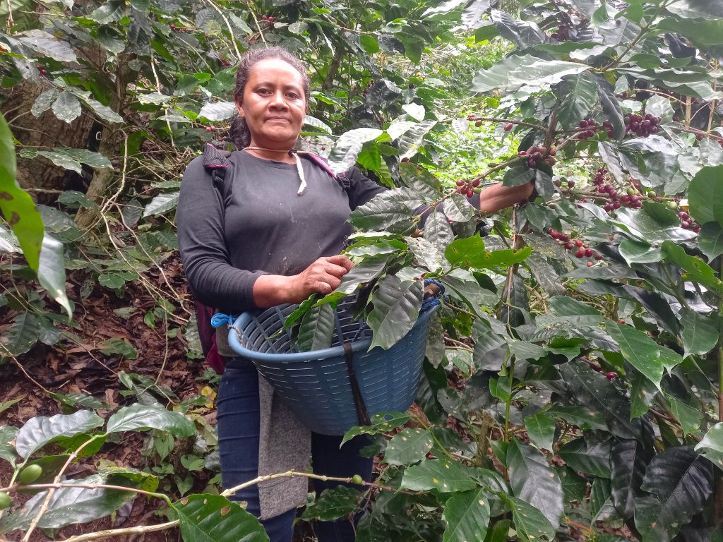 NICARAGUA FT-FLO/USA ORGANIC REYNA DEL CAFE SHG EP - 33965 - Ecotact Bags - SPOT COSEATAC ...