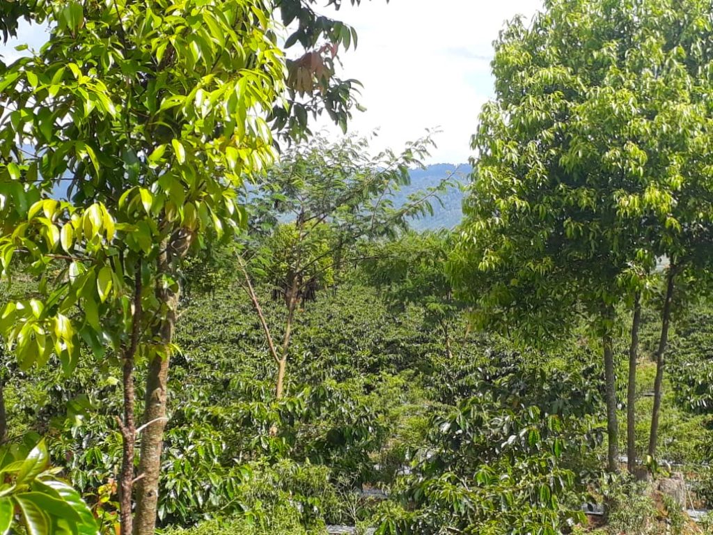 Sumatra Lintong Parpea Grade 1 Triple Pick - 33305 - Ecotact Bags ...