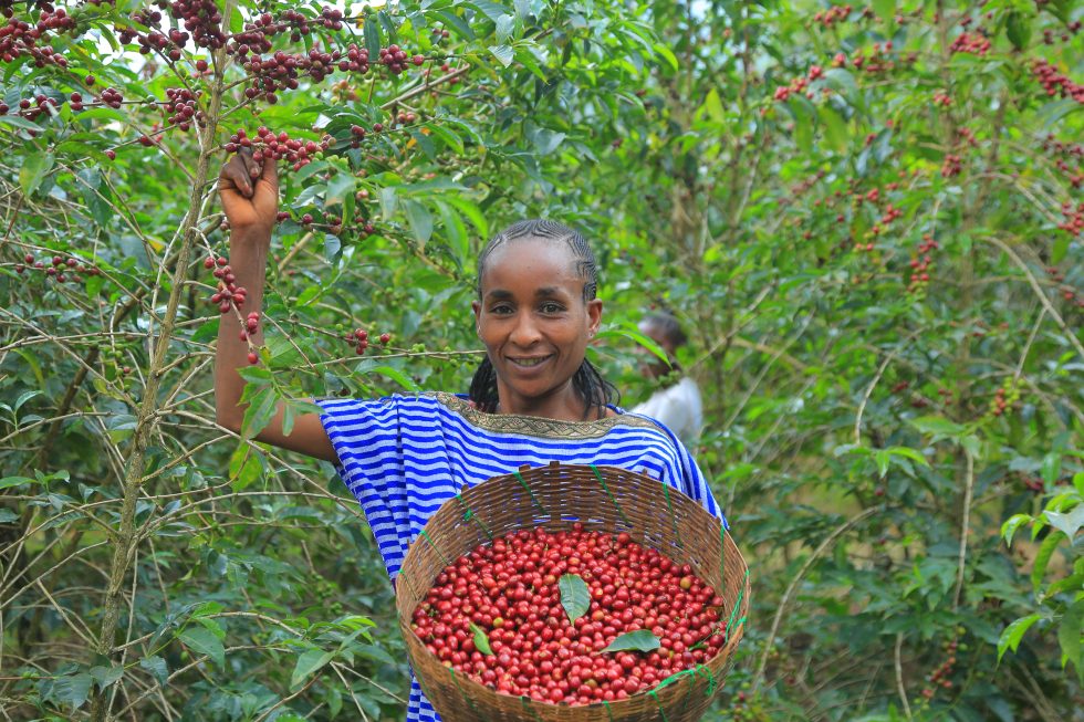 Ethiopia Guji 1 Supernatural Buku Sayisa - 36089 - Ecotact Bags - SPOT SHANGHAI | Royal Coffee