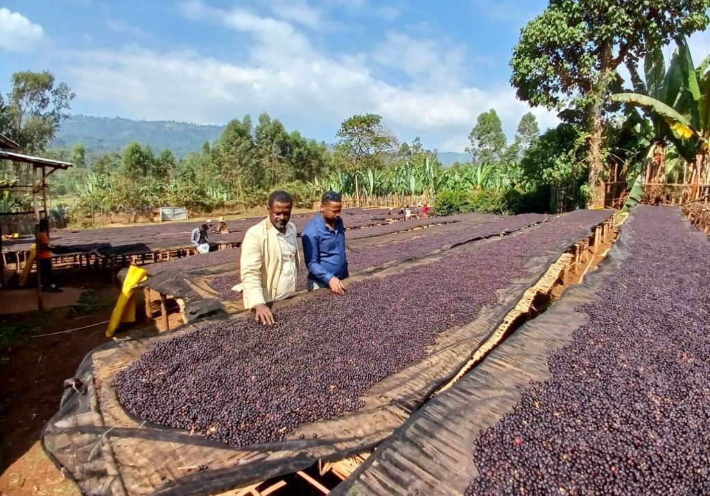 Ethiopia Yirgacheffe 1 Natural Idido - 33745-1 - GrainPro Bags - SPOT SEAFORTH | Royal Coffee
