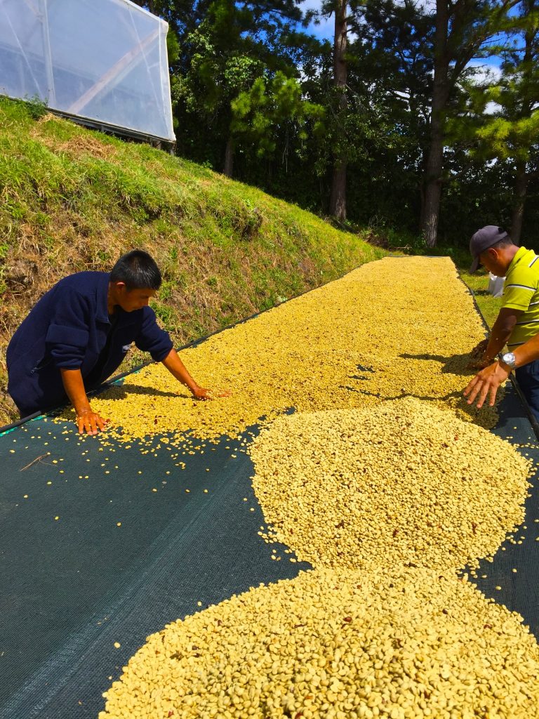 Panama Finca Don Pepe SHB - 34767 - GrainPro Bags - SPOT RCWHSE | Royal ...