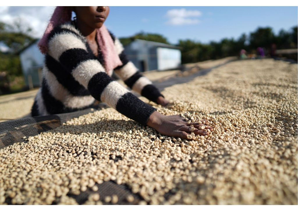 Crown Jewel Ethiopia Sidama Daye Bensa Washed - 33998-1 - SPOT RCWHSE ...