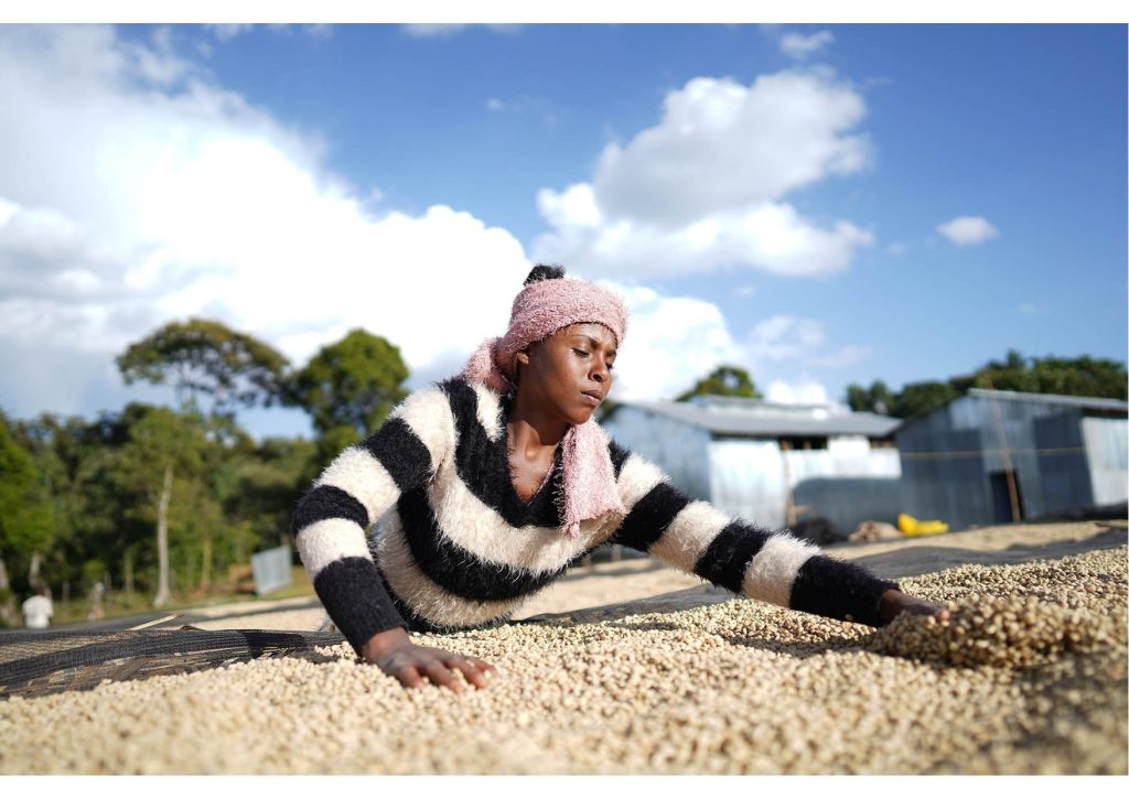 Crown Jewel Ethiopia Sidama Daye Bensa Washed - 33998-1 - SPOT RCWHSE ...