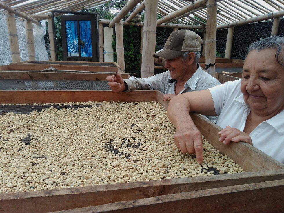 Royal Gem Colombia Cauca Popayan Honey Castillo - 37929-1 - SPOT RCWHSE ...