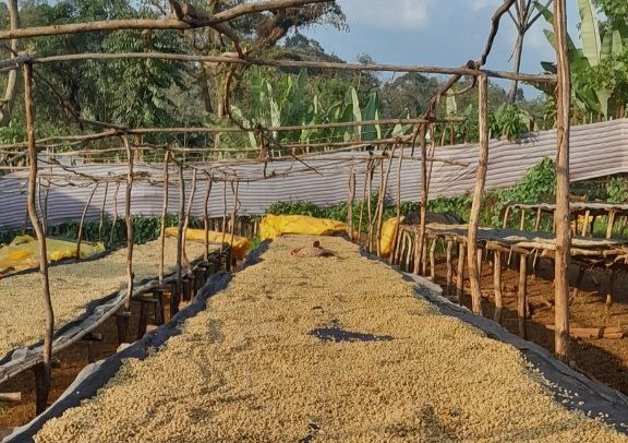 Ethiopia Bench Maji 2 Washed - 36115-1 - SPOT COMIDWEST | Royal Coffee