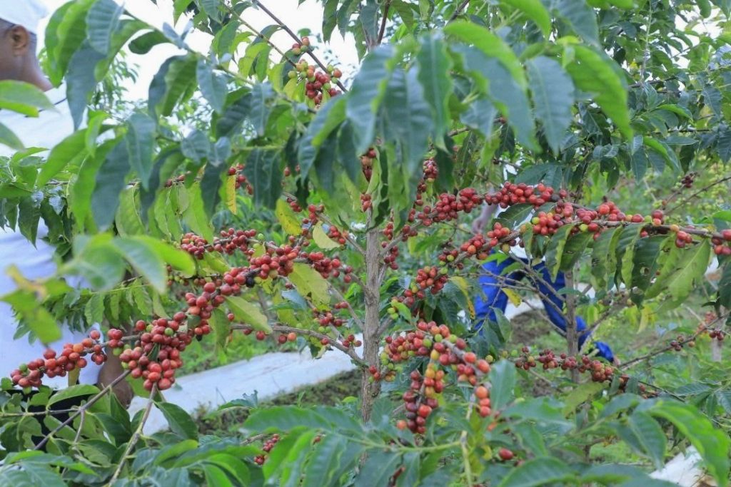 Ethiopia Bench Maji 2 Washed - 36111-2 - SPOT DUPUYHOU | Royal Coffee