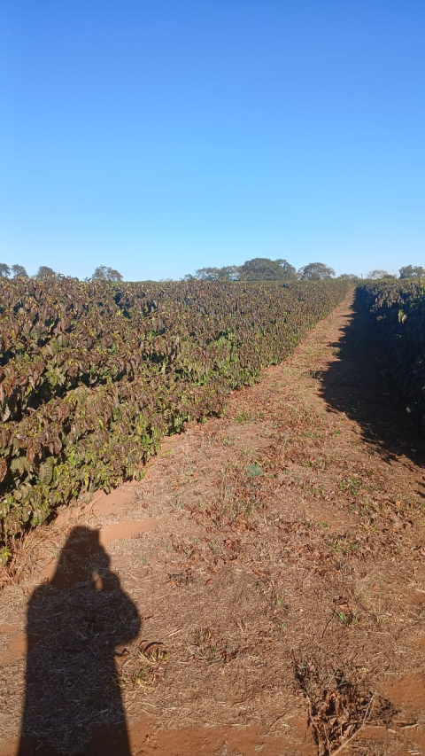 Brazil Coffee Crop Update: Frost Reports
