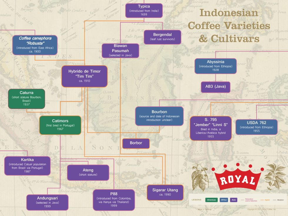 Indonesian Coffee Cultivars And Varieties | Royal Coffee