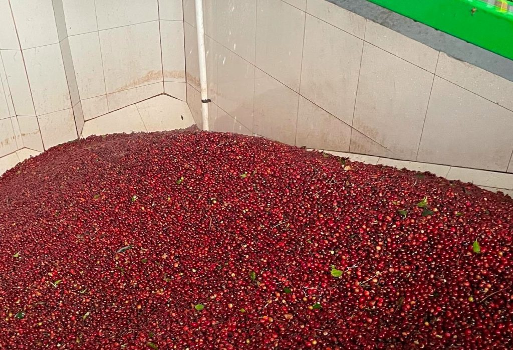 Costa Rica Los Santos Fatima Tarrazu Red Honey Catuai - M1768 - 37543 ...