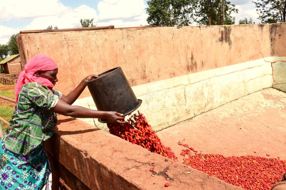 Kenya Muranga Bellanie Estate Peaberry - 42KF0014 - 38767 - GrainPro ...
